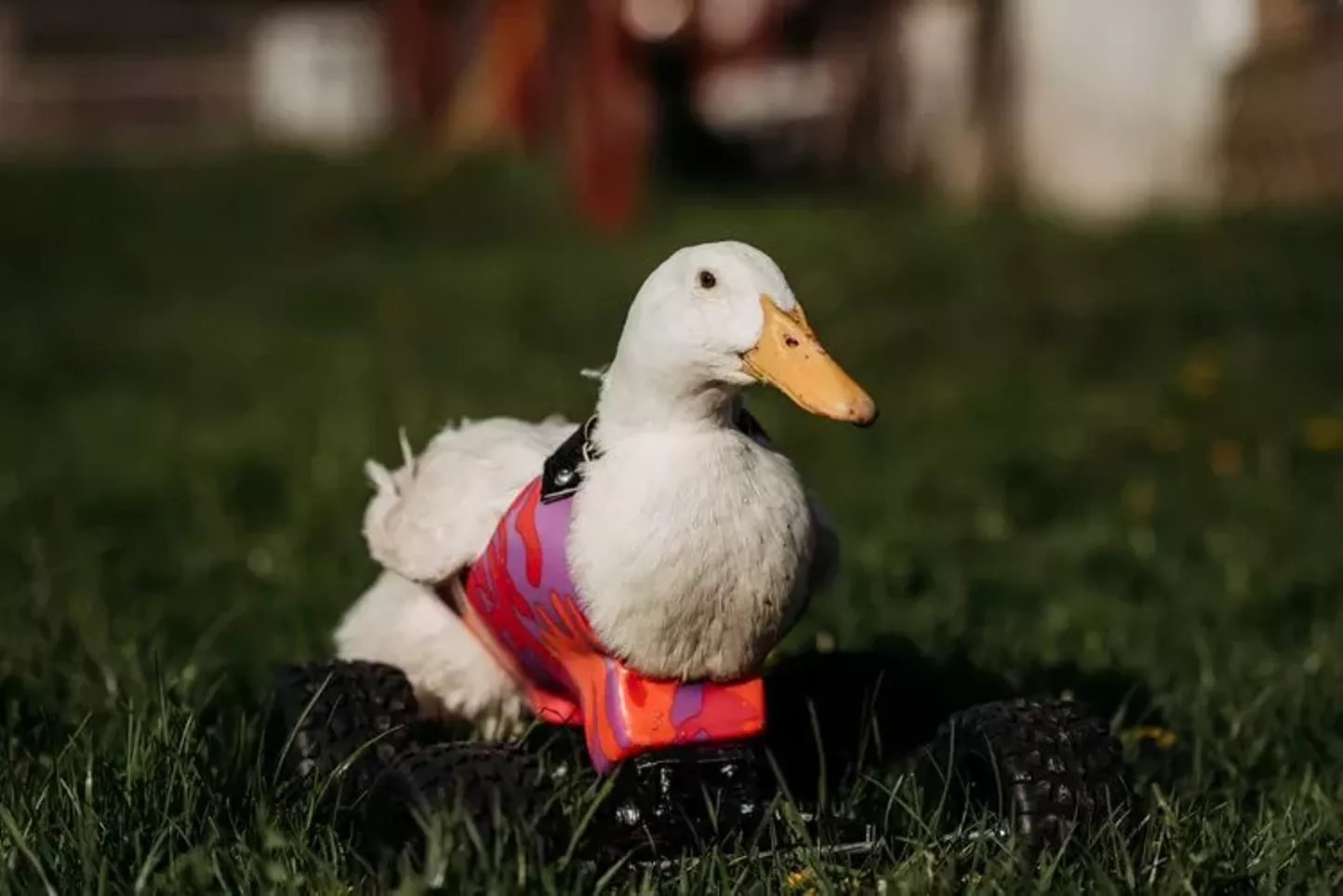 Meet Fortunate Farm Animals at the Woodstock Farm Sanctuary | Outdoors ...