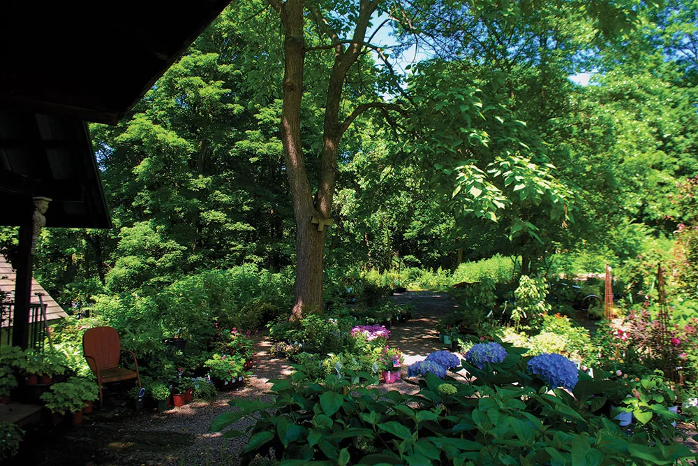 Shade Gardens: A Conversation with Victoria Coyne | Gardening | Hudson ...