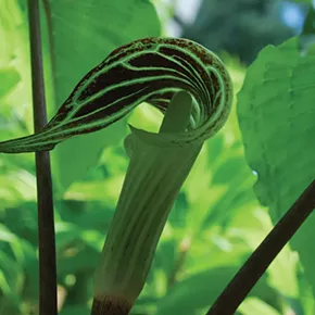 The Horticultural Legacy of Master Gardener Beatrix Farrand | Gardening ...